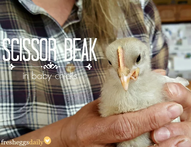 Scissor Beak in Baby Chicks | Causes and Treatment - Fresh Eggs Daily ...