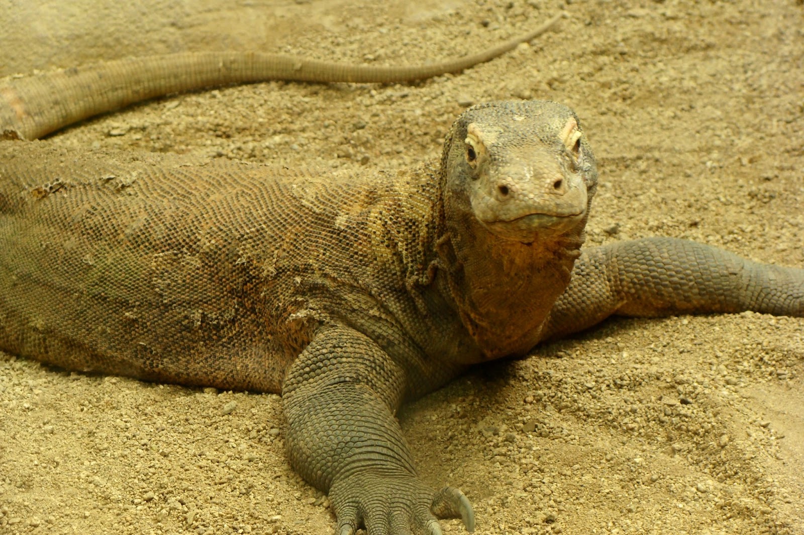 VARANOIDEA: VARANOS Y HELODERMAS