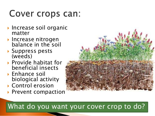 Upland: Cover Cropping or Green Manuring? (Understanding The Terms)