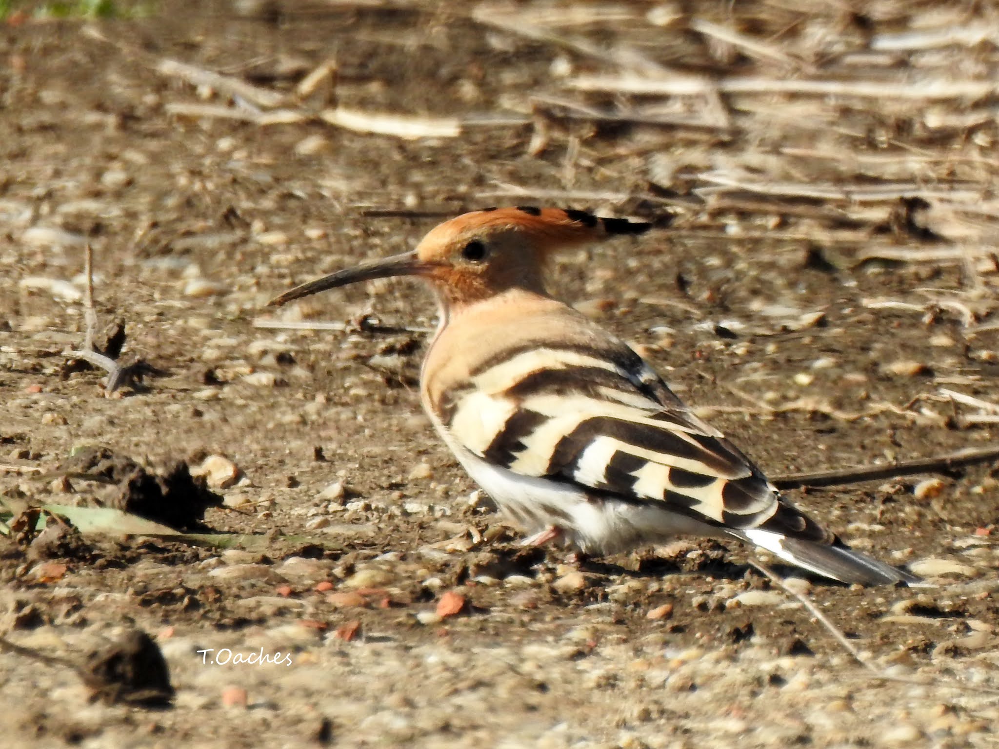 PASARI DIN ROMANIA: PUPAZA, Upupa epops