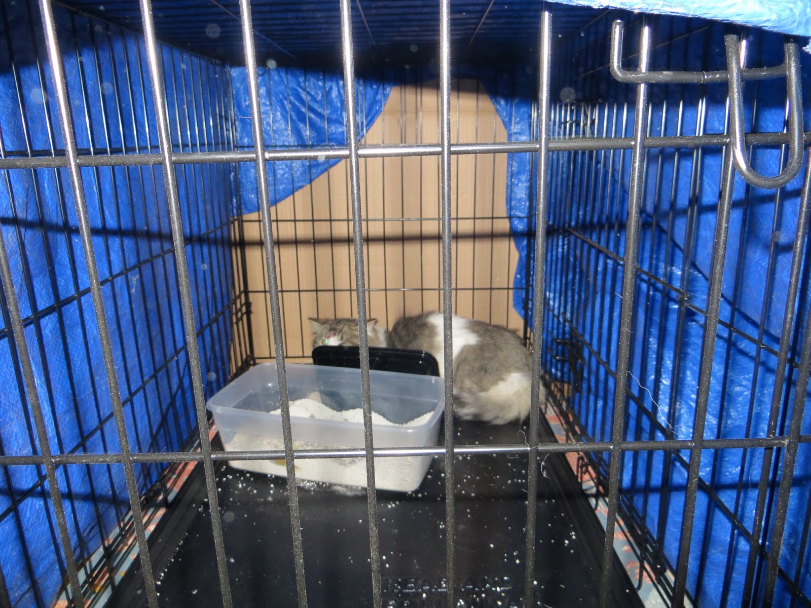 CATZ and DOGZ of the North State