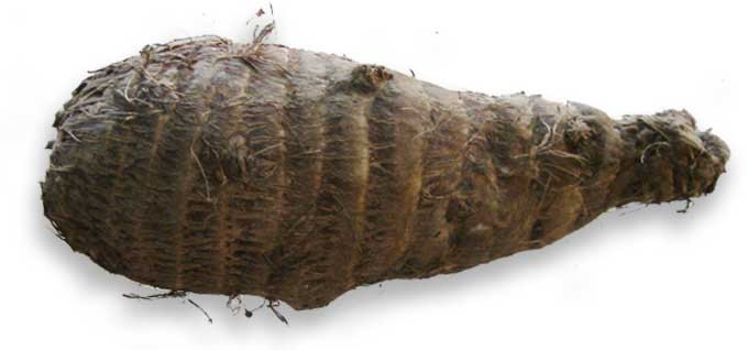 Gabi in Philippine - Taro