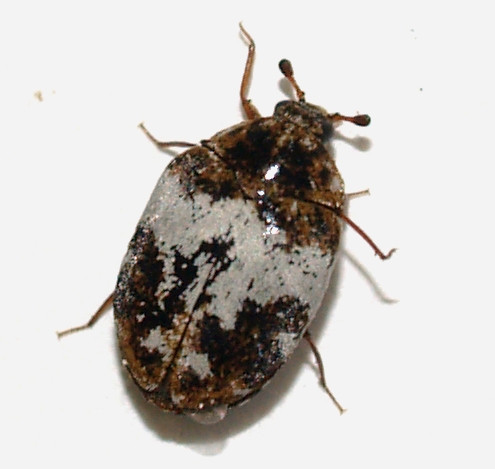Arizona: Beetles, Bugs, Birds and more: Carpet Beetle Anthrenus sophonisba