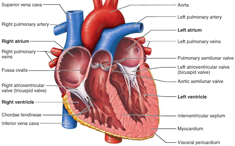 Anatomi Jantung Manusia dan Fungsinya - Anatomi Tutorial