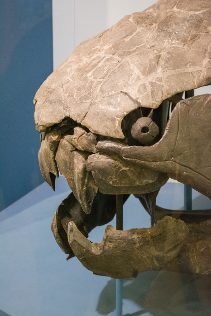 Coins and Scrolls: OSR: Fossil Dinosaurs