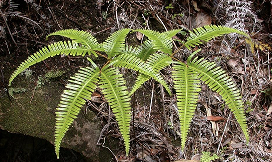 Dicranopteris linearis (Burm. f.) Underw.
