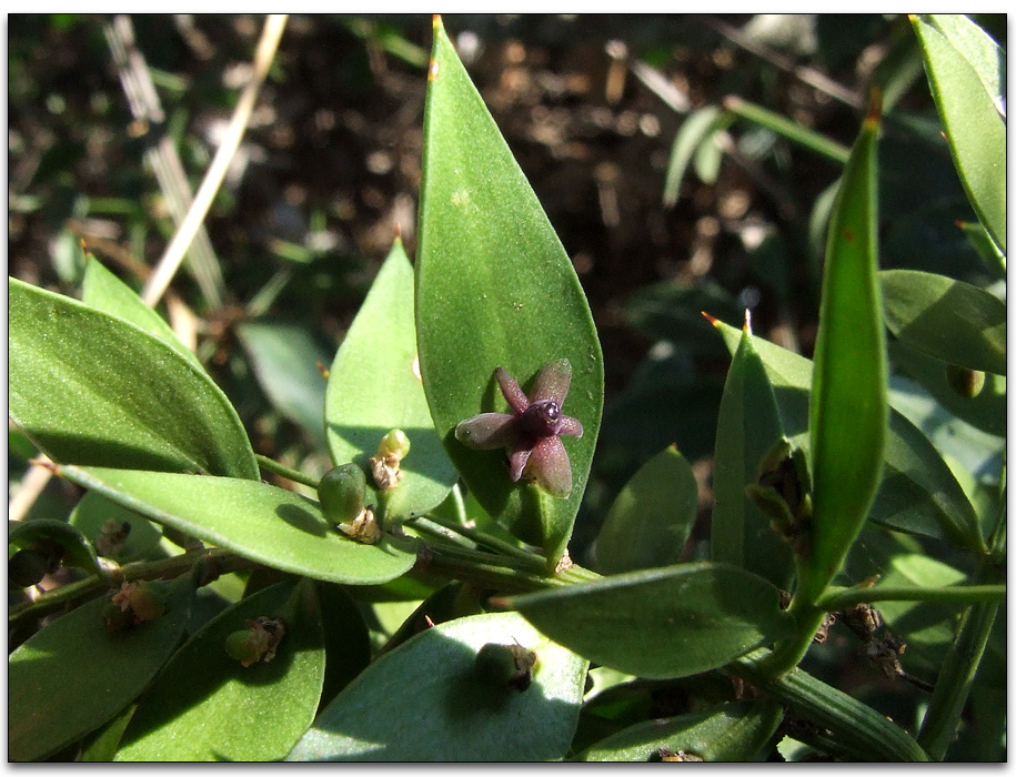 rocayflor: Camino de El Pueyo. Ruscus aculeatus. "Buxeta, rusco"