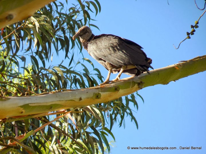 AVES DE LA SABANA: CHULO O GALLINAZO NEGRO (CORAGYPS ATRATUS).