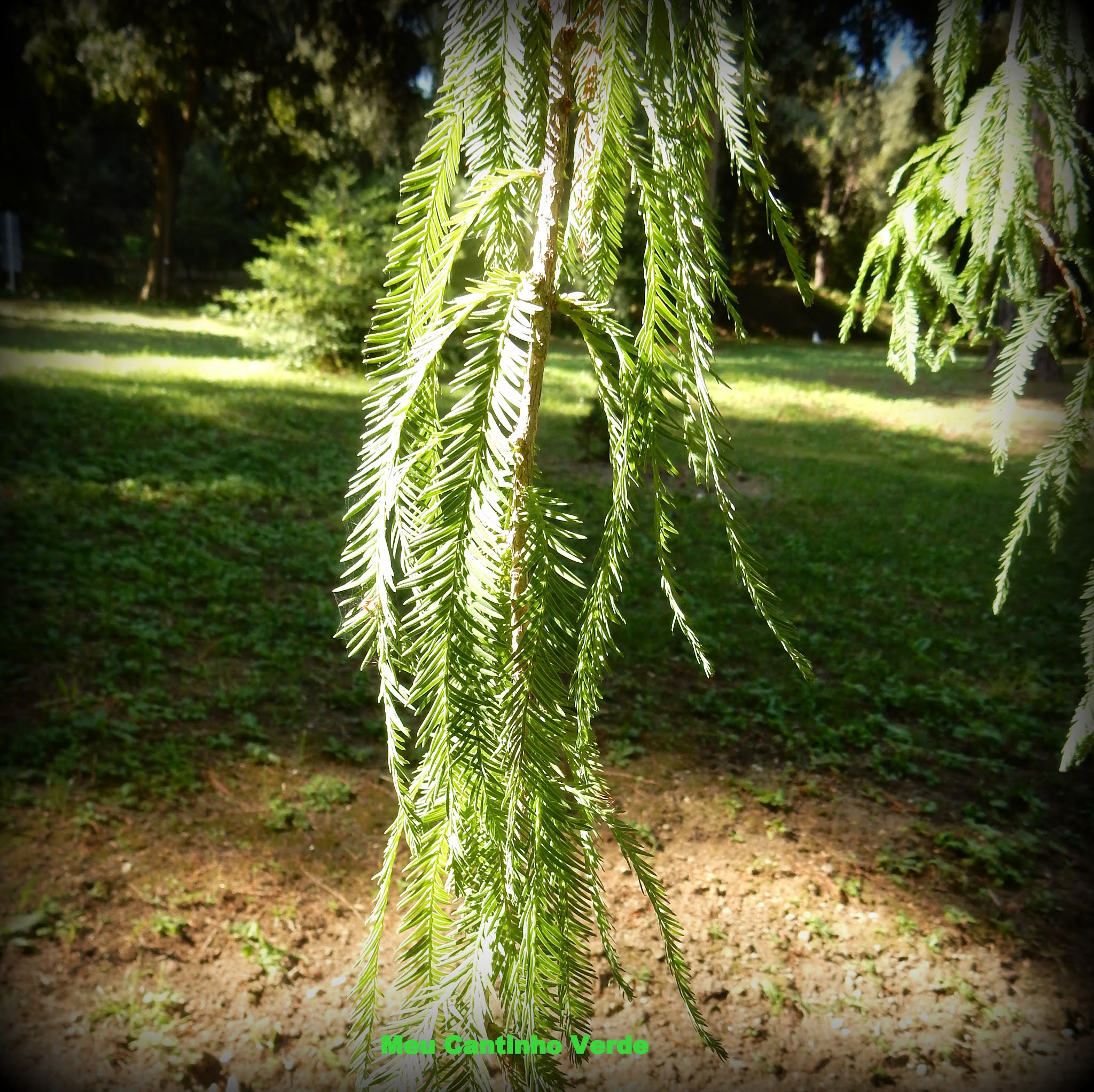 Meu Cantinho Verde: CIPRESTE-DE-MONTEZUMA, AHUEHUETE - ( Taxodium ...
