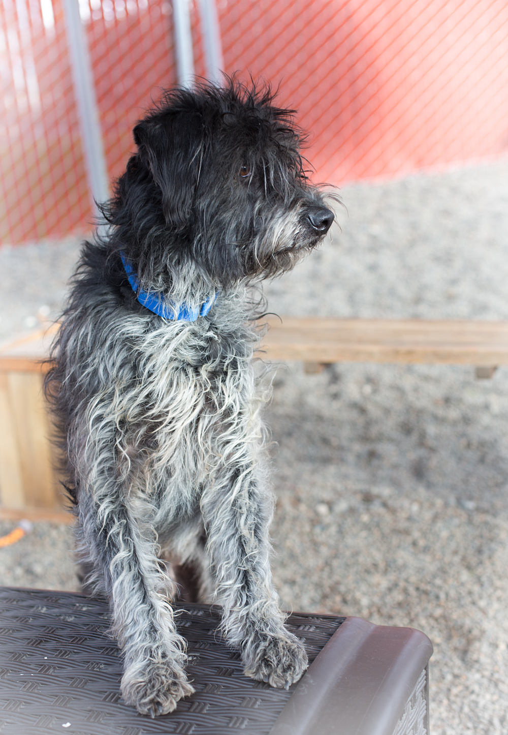 Shelter Dogs of Portland: "GRIFF" shaggy easy going Wirehaired Griffon ...