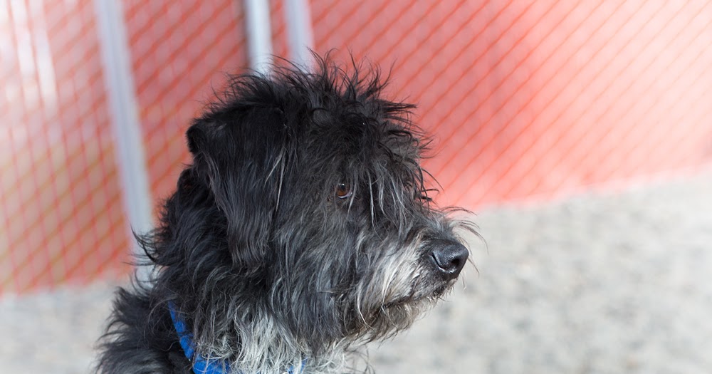 Shelter Dogs of Portland: "GRIFF" shaggy easy going Wirehaired Griffon ...