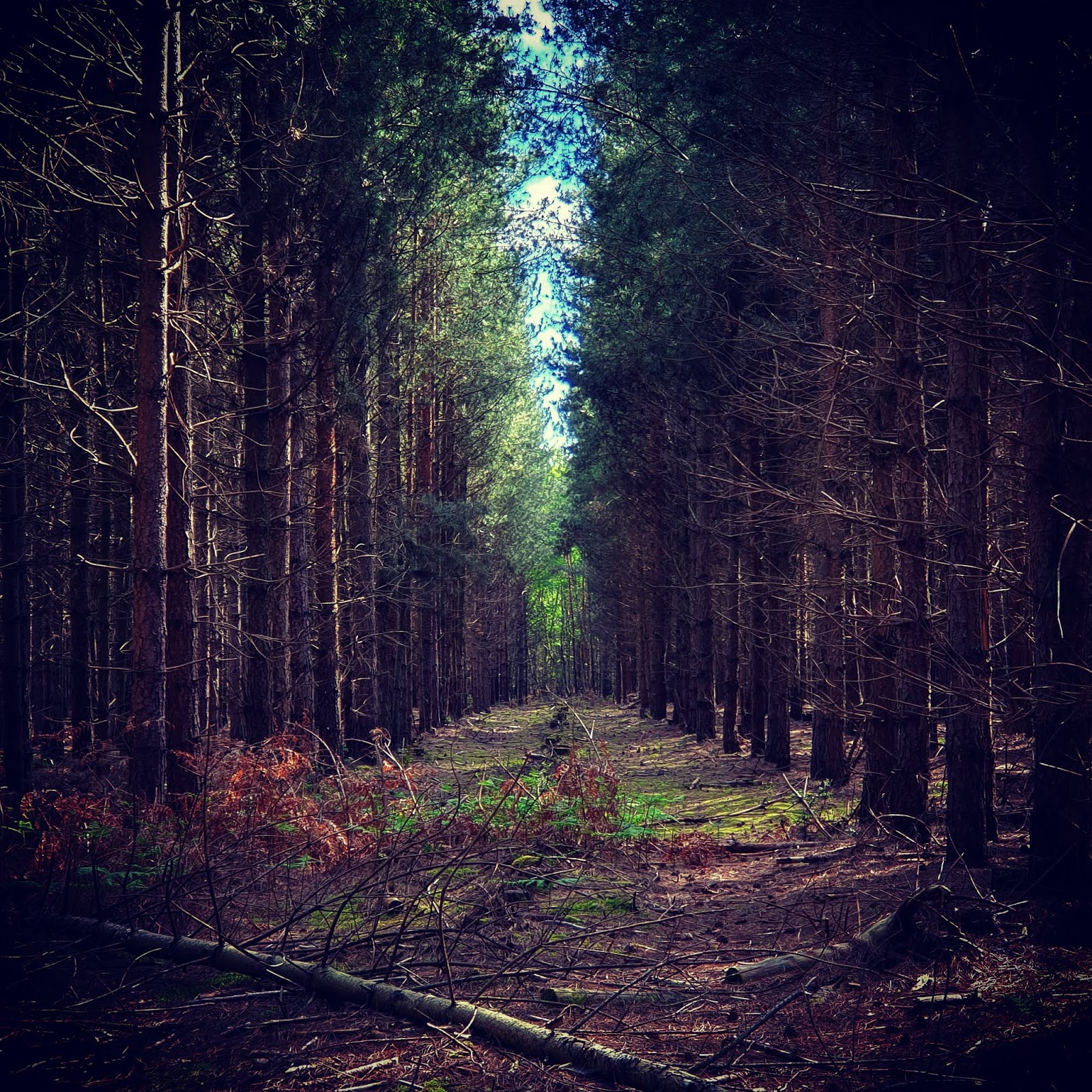 The Strange Ways: The Mystery of the Rendlesham Forest Incident.