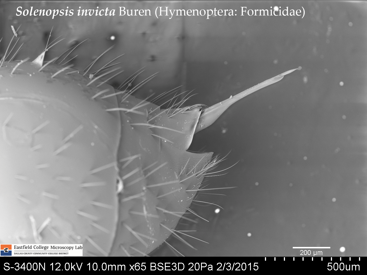 Scanning Electron Microscope Blog: In Defense of an Invasive Species ...