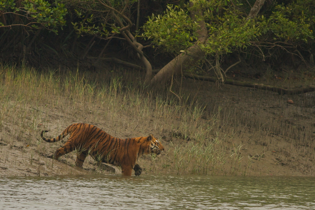 Indian Sundarban: An in-depth understanding: Epic tiger sighting at ...