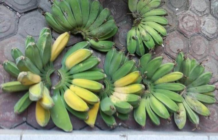 Resep Praktis Cemilan Pisang Goroho Khas Kota Manado Sulawesi Tenggara ...
