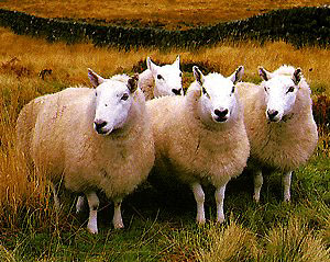 Agricultural Animals: About Border Cheviot Sheep