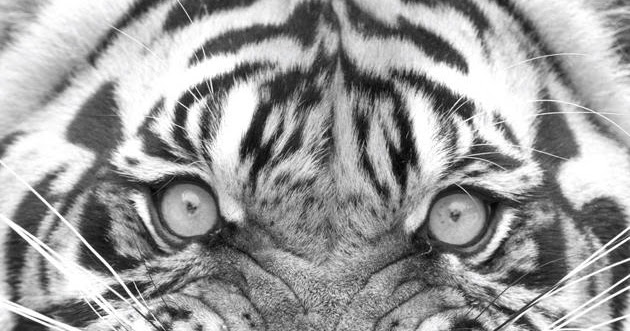 Kultuurieugeenika: Niinimetatud kurjus: agressiooni looduslugu