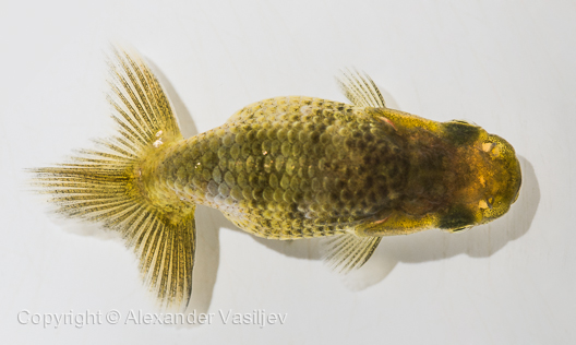 HIGH RANCHU: 55 DAYS OF AGE AND COUNTING