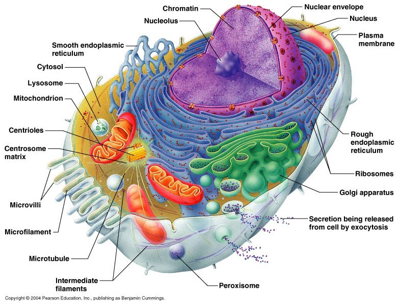 Web Study Centre: Cell Structure