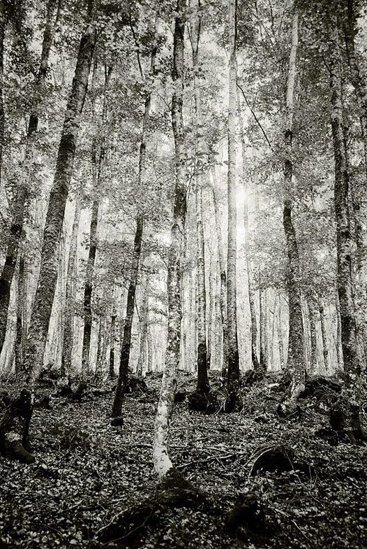 The Traditionalist: Hermann Hesse - Ode to Trees