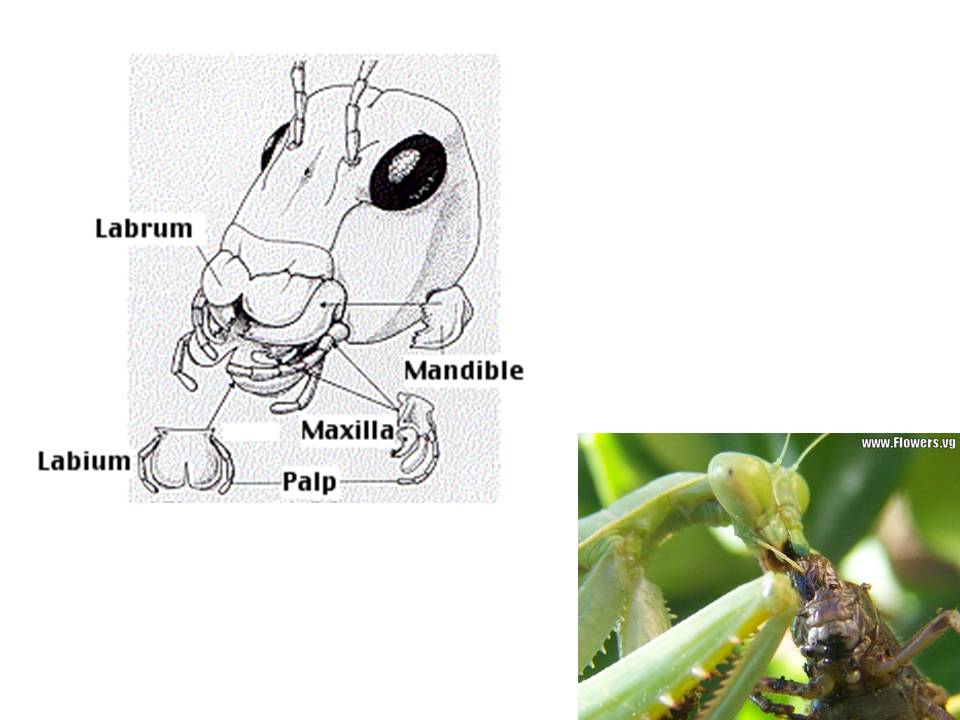 Insect Mouthpart and its modifications