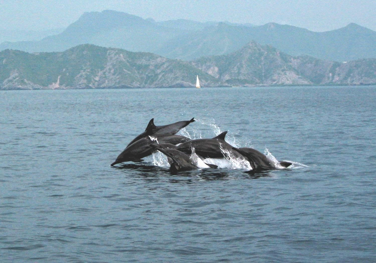 Parque Nacional Mochima: Fauna y Flora