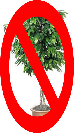 Seattle Garden & Fruit Adventures: Figs to Avoid for the Pacific Northwest