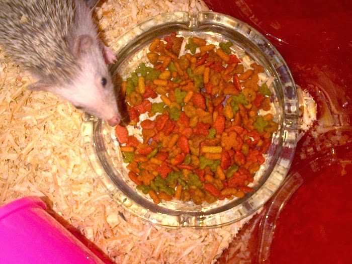 landak mini untuk pemula