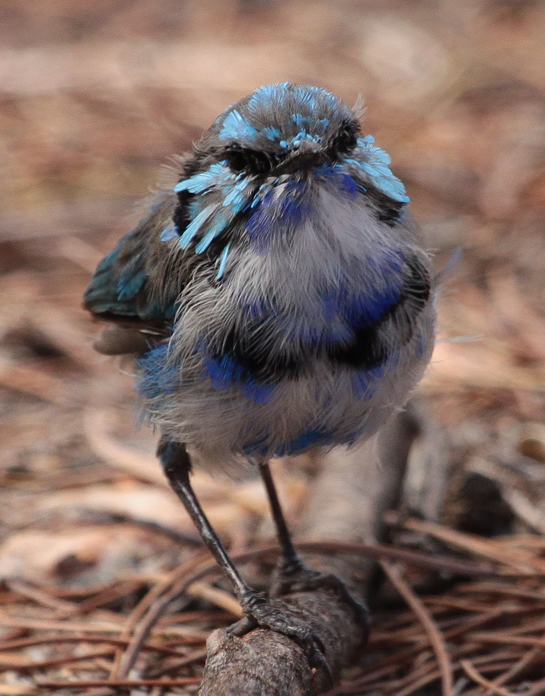 Richard Waring's Birds of Australia: When small birds come close ...