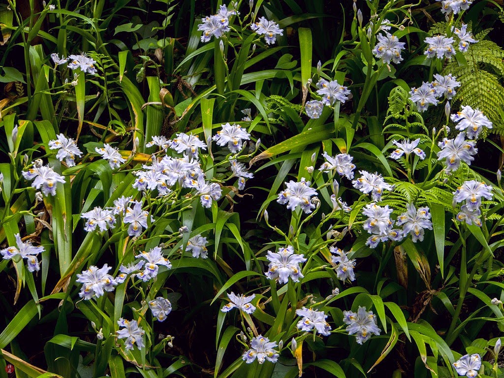 FROM THE GARDEN OF ZEN: May 2014