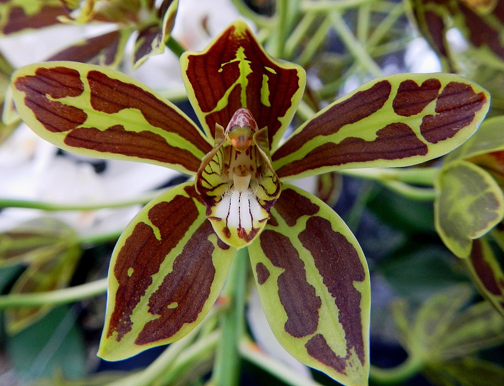 Grow and care Grammatophyllum multiflorum orchid - Multiflowered ...