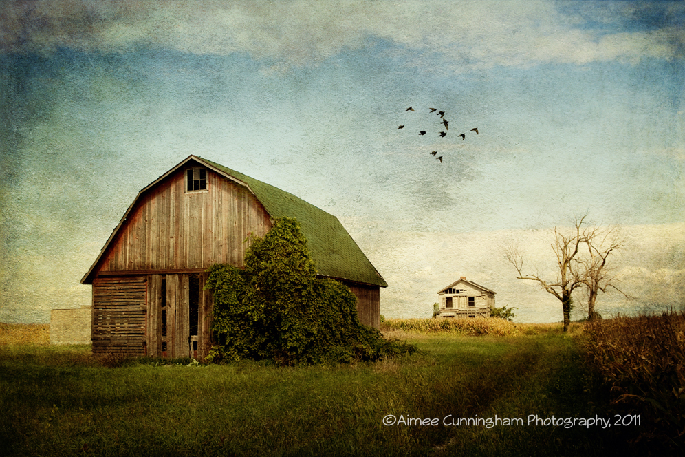 Aimee Cunningham Photography: Rural Art