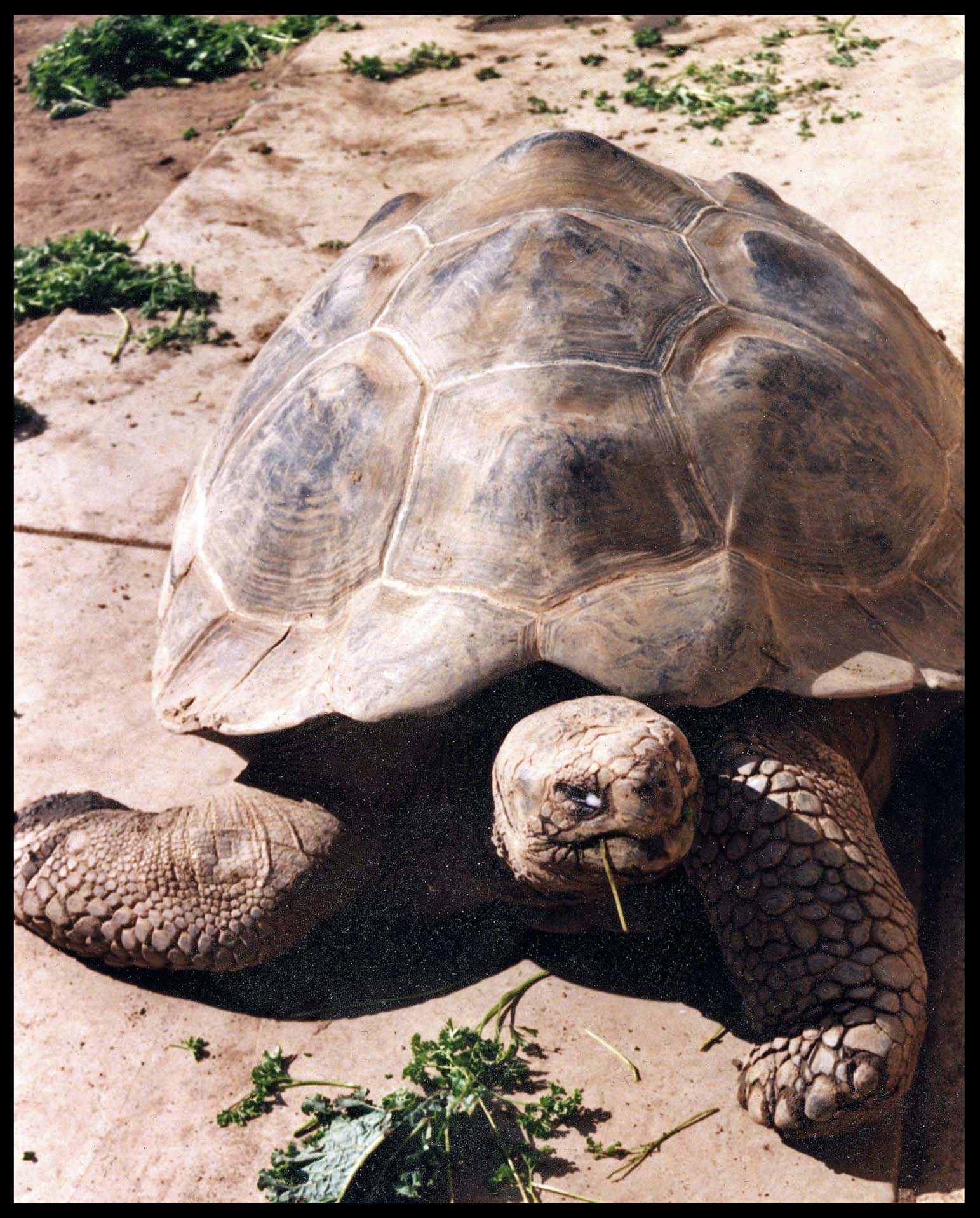 David Hoyt's Blog: Is That Really A Cigarette-Smoking Giant Turtle?