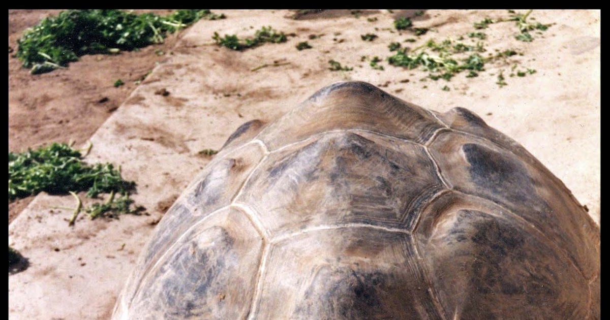 David Hoyt's Blog: Is That Really A Cigarette-Smoking Giant Turtle?