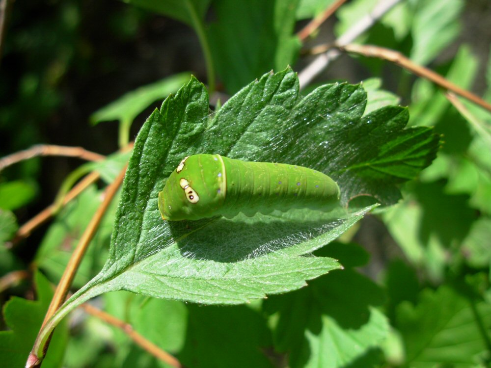 The Dish on Fish: The Walla Walla River basin...it's not just for bull ...
