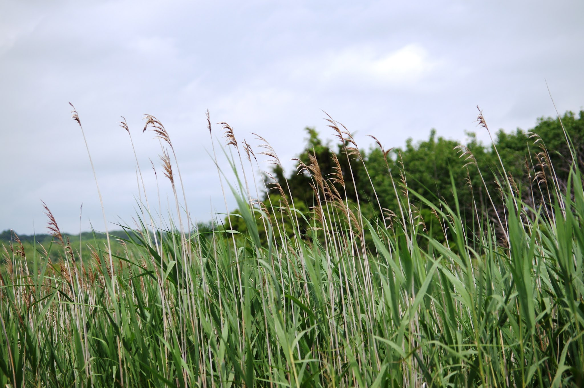 Progressive Charlestown: How to Save Saltwater Wetlands From Rising Seas Progressive Charlestown: How to Save Saltwater Wetlands From Rising Seas