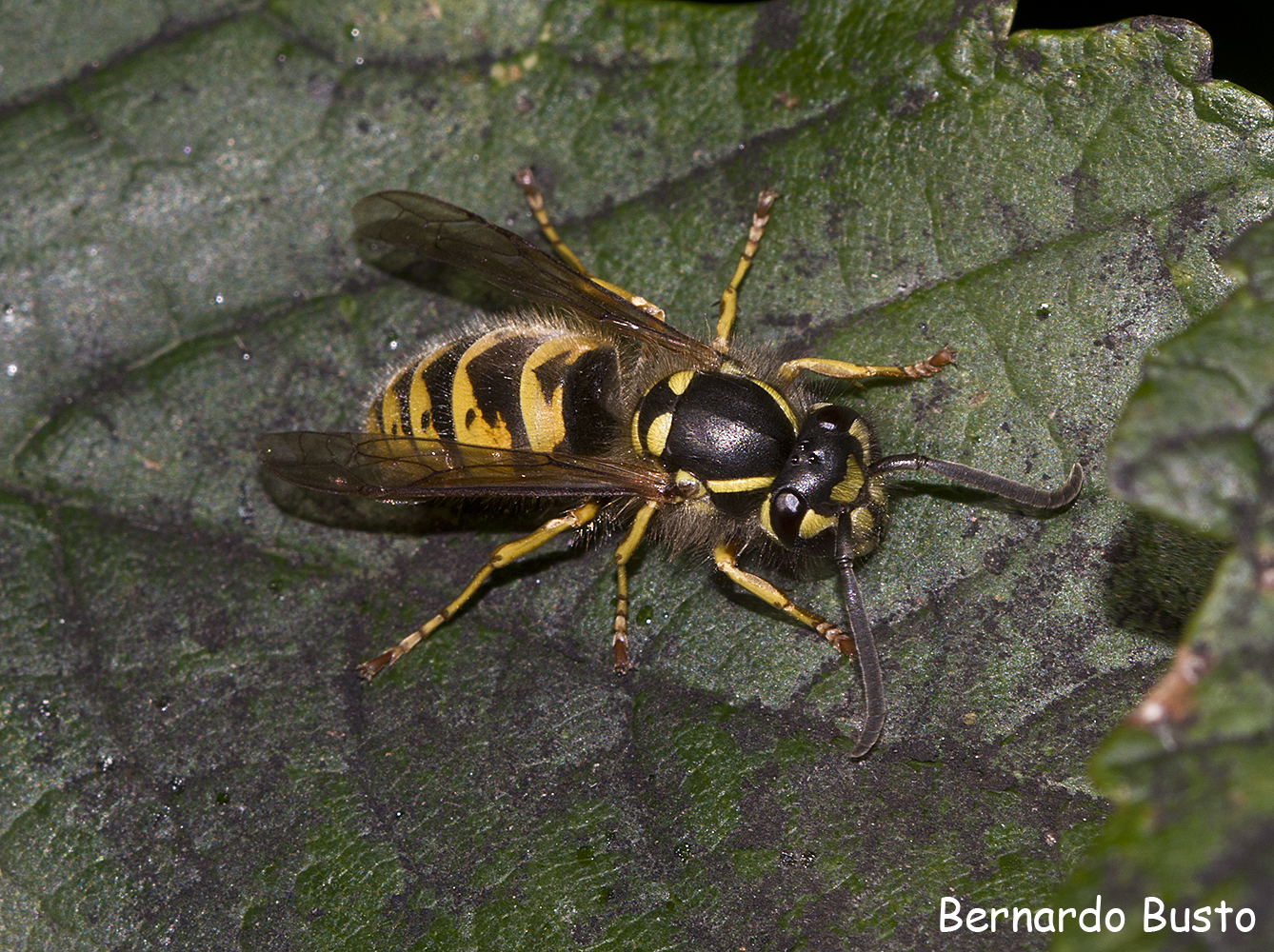 RÍA DE LA VILLA: Avispa común