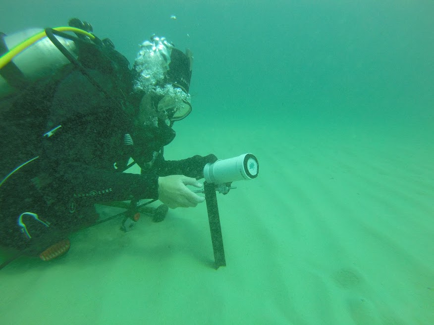 Motion Detection in Underwater Video Helps Identify Marine Species