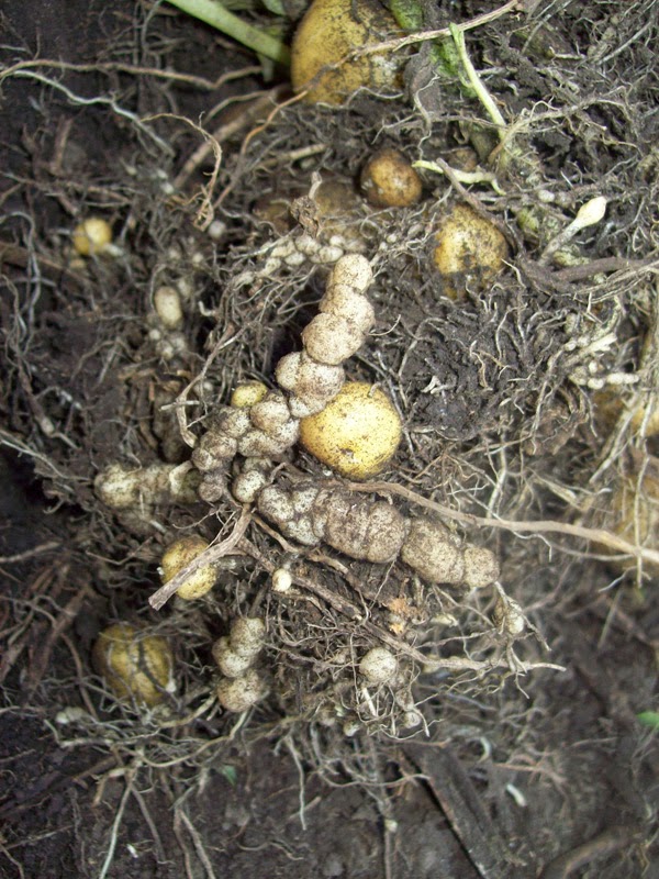 TRAMPA TRADICIONAL DE PESCA CON BARBASCO