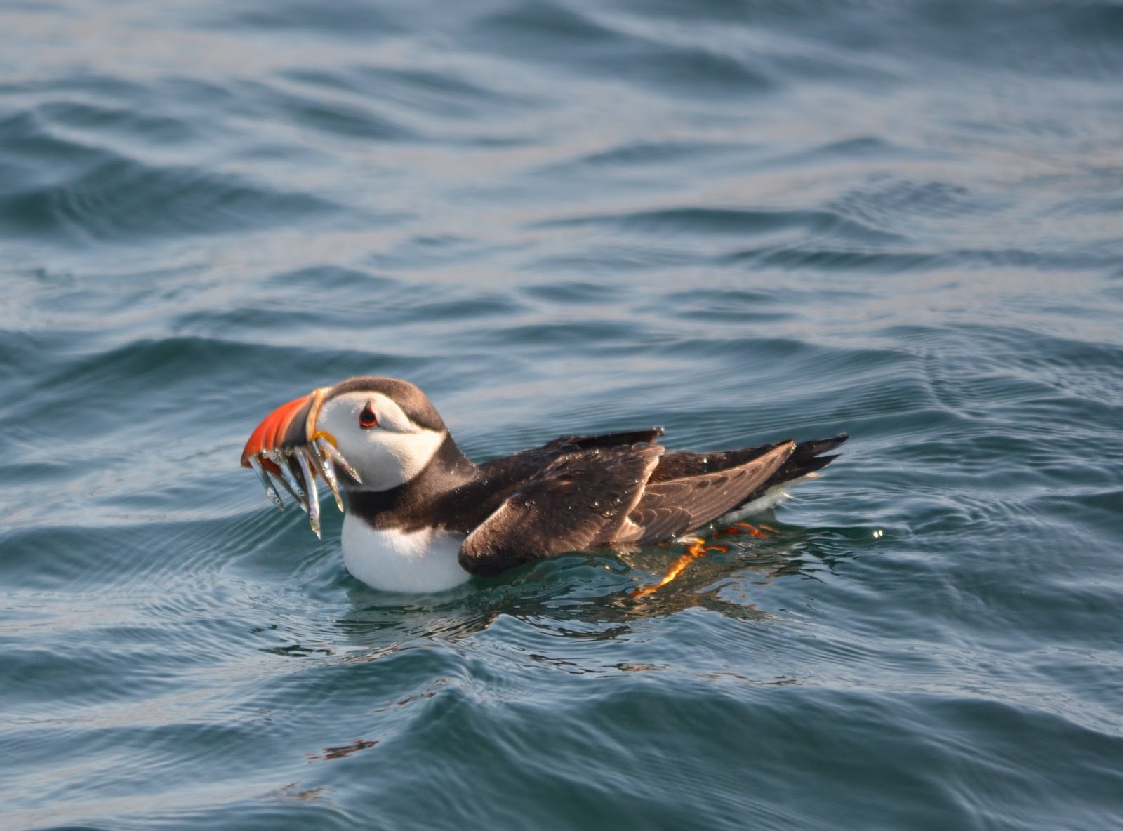 SERENITY: Pufflings are a coming