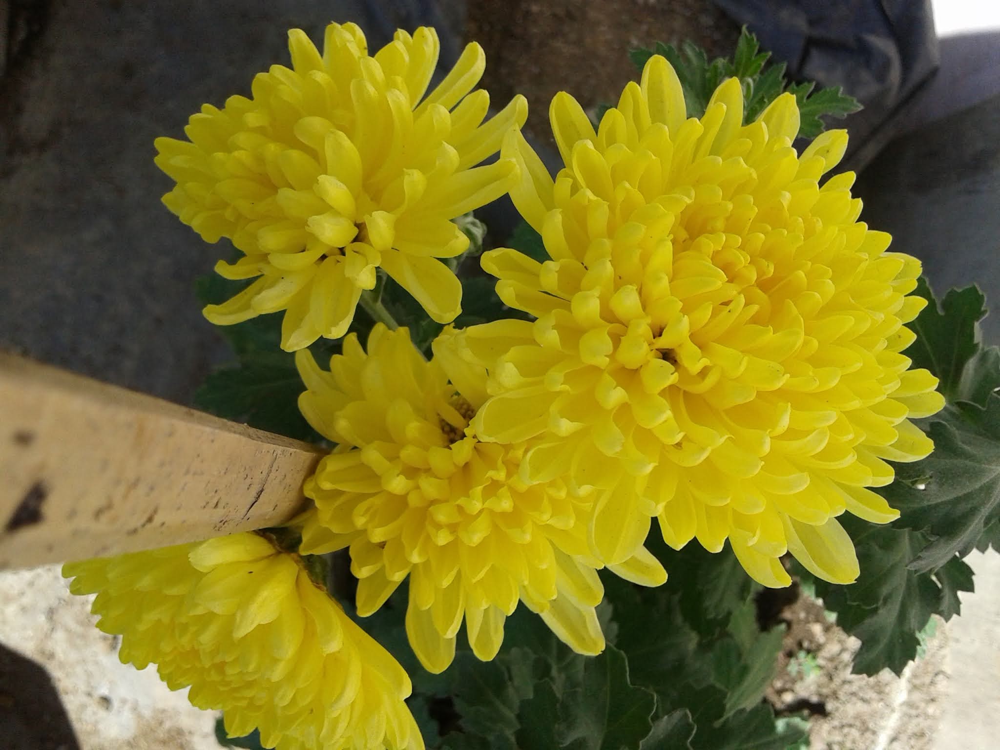 Bunga Seruni atau Krisan