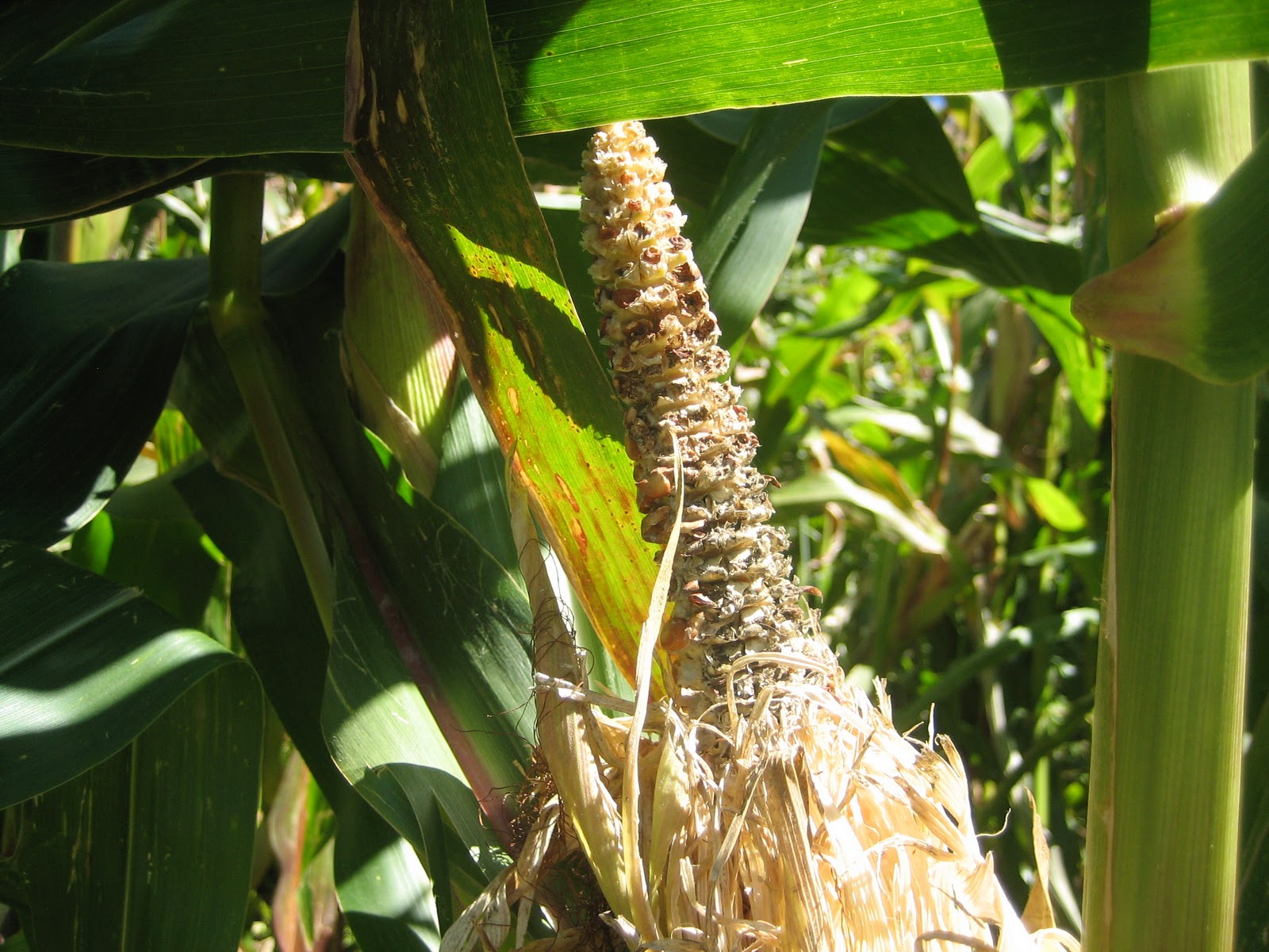 Have You Ever Picked A Carrot?: Clever Corn: How Seeds Travel