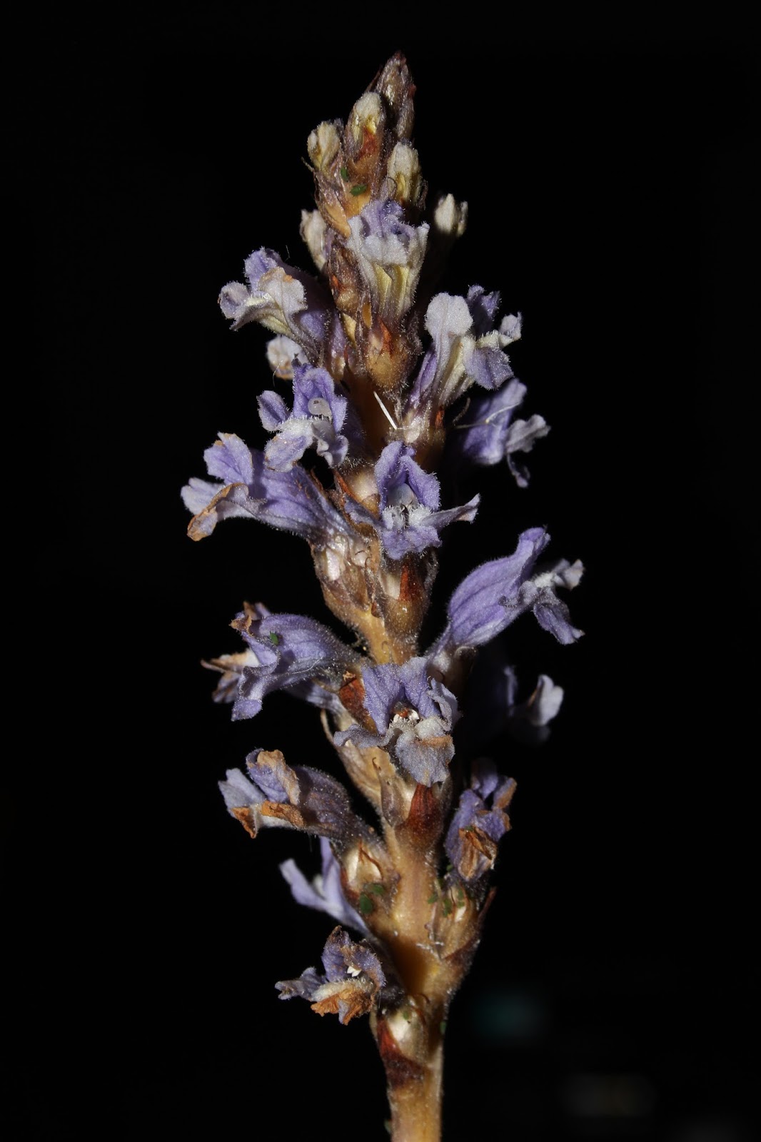 Biodiversity of Cyprus by NGO Protection of the Natural Heritage and ...