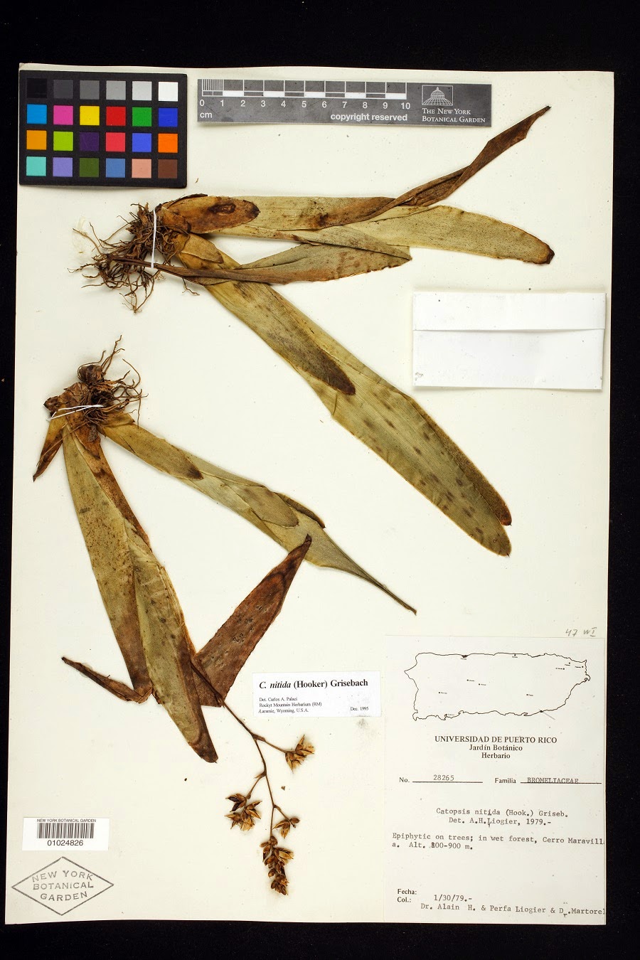 Flora de Puerto Rico Ilustrada Papo Vives: BROMELIACEAE CATOPSIS NITIDA