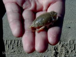 La Era de la Biotecnología : BIORECUBRIMIENTOS COMESTIBLES A PARTIR DE ...