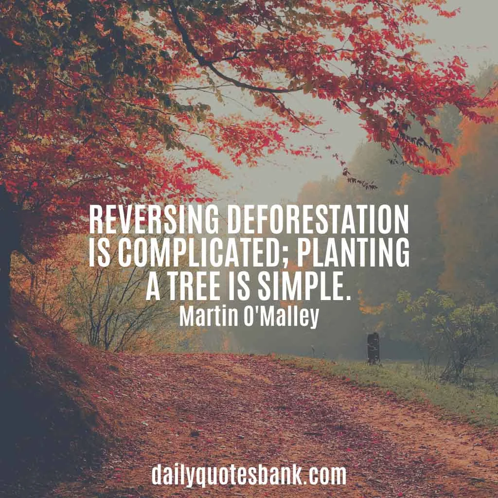 100 Inspirational Quotes About Planting Trees For Future Generations