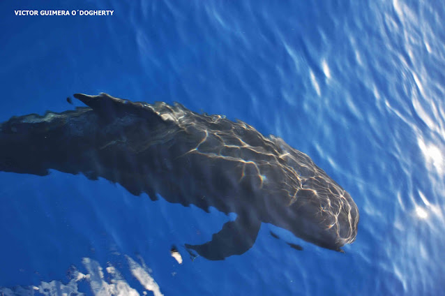 Mis imágenes de aves: EL CALDERON COMUN
