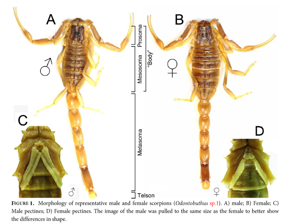 The Scorpion Files Newsblog: Sexual dimorphism in scorpions of the ...