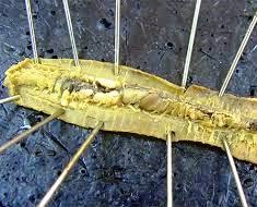 Earthworm Dissection Manual - Biology Class 11 | Download