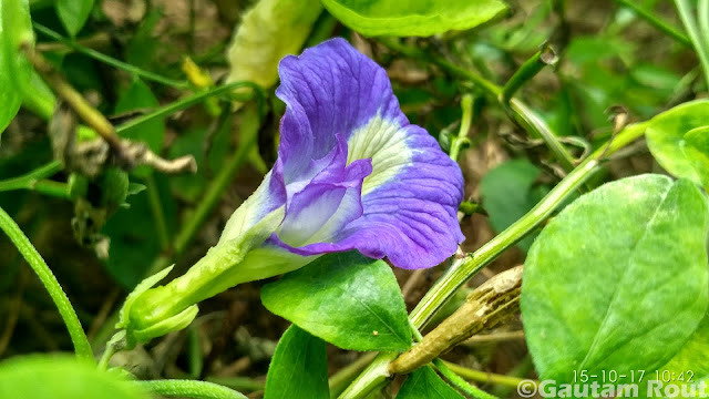 Ekamravan, Bhubaneswar
